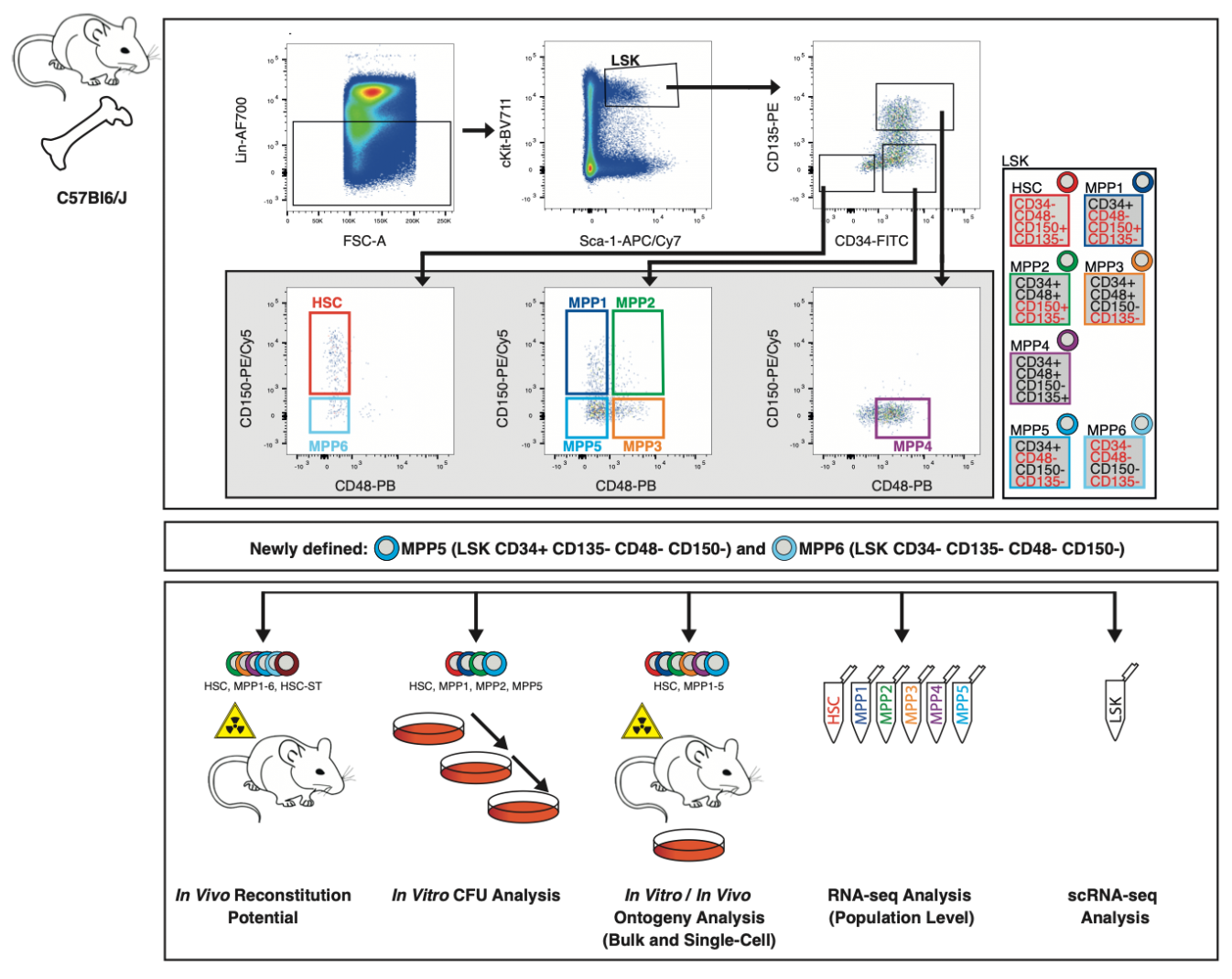 Mouse multipotent progenitor 5 cells are located at the interphase ...