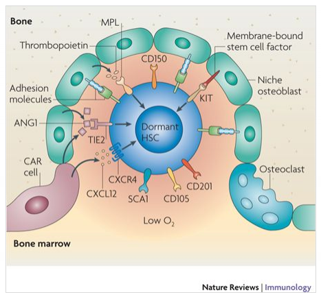 Awakening dormant haematopoietic stem cells (Nature Reviews Immunology ...