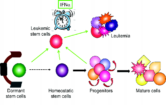 Leukemic Stem Cells