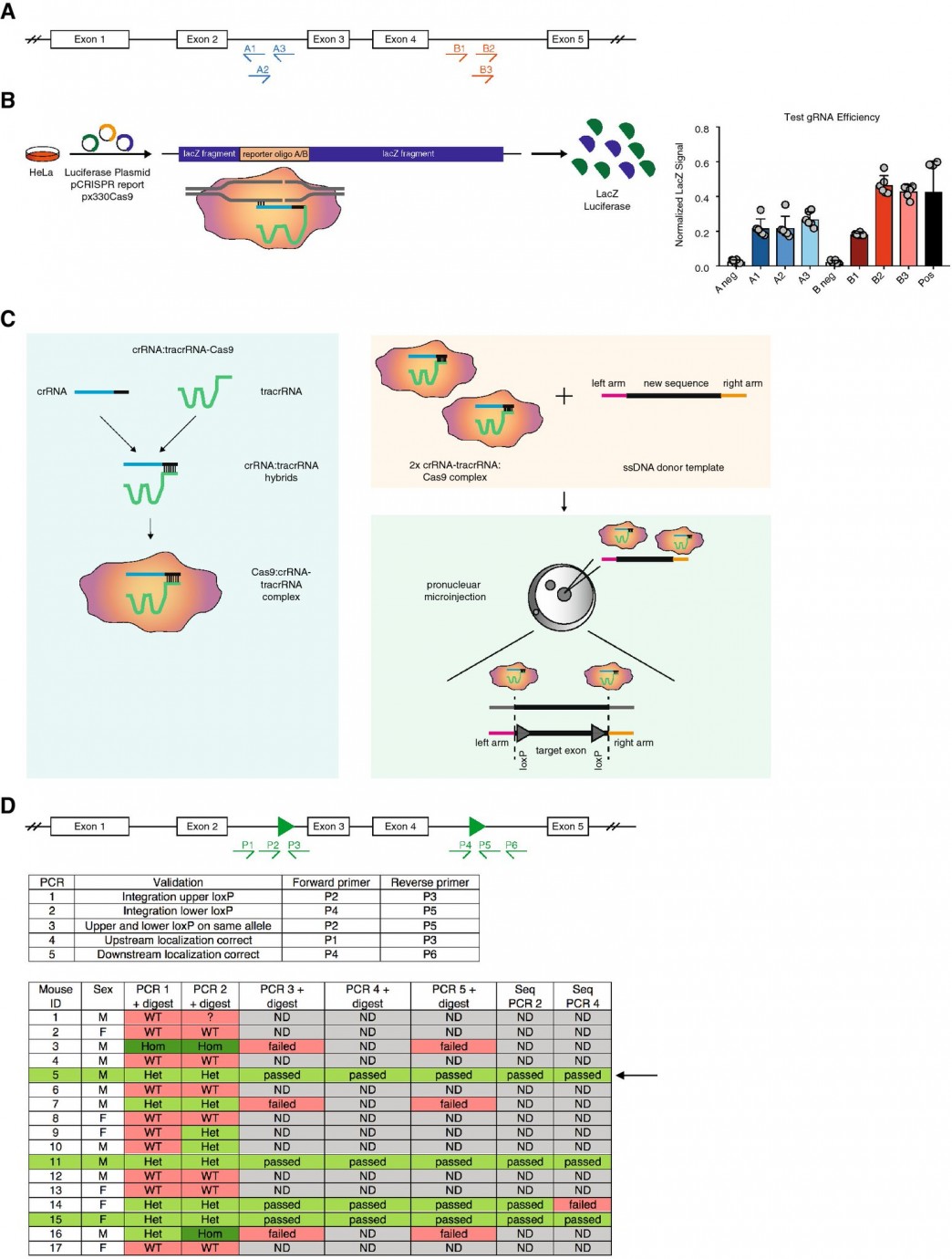 CRISPR-Cas9 mediated generation of a conditional poly(A) binding ...